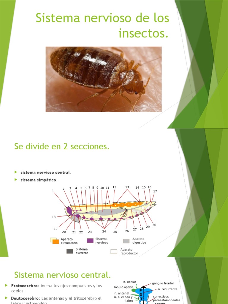 Sistema Nervioso de Los Insectos | PDF