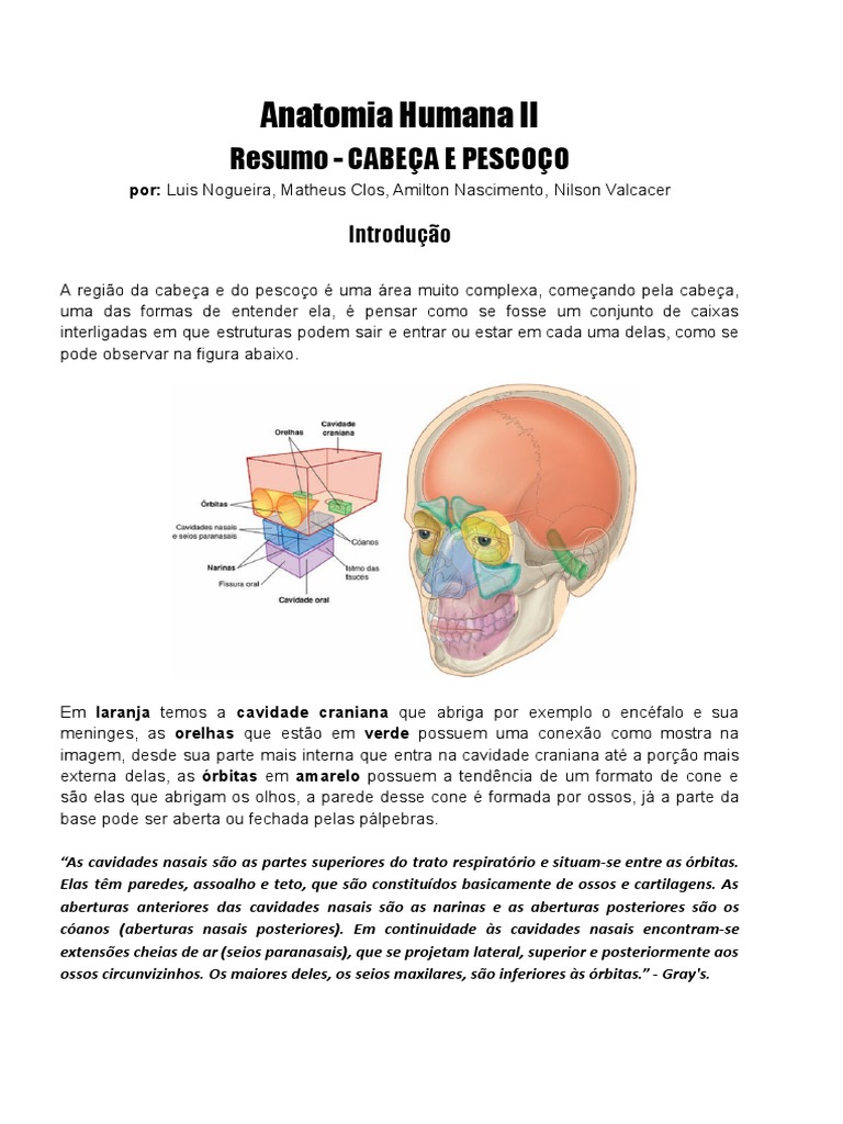 Anatomia da Cabeça e Pescoço: Resumo | PDF | Nervo | Cabeça e pescoço ...