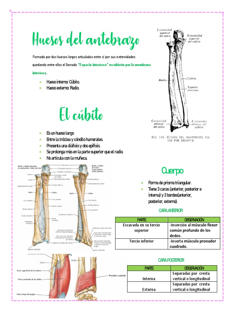 Antebrazo (Cúbito y Radio) | PDF | Sistema musculoesquelético ...
