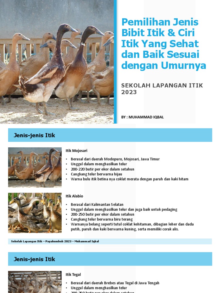 03 Pemilihan Jenis-Jenis Bibit Itik & Ciri Itik Yang Baik | PDF