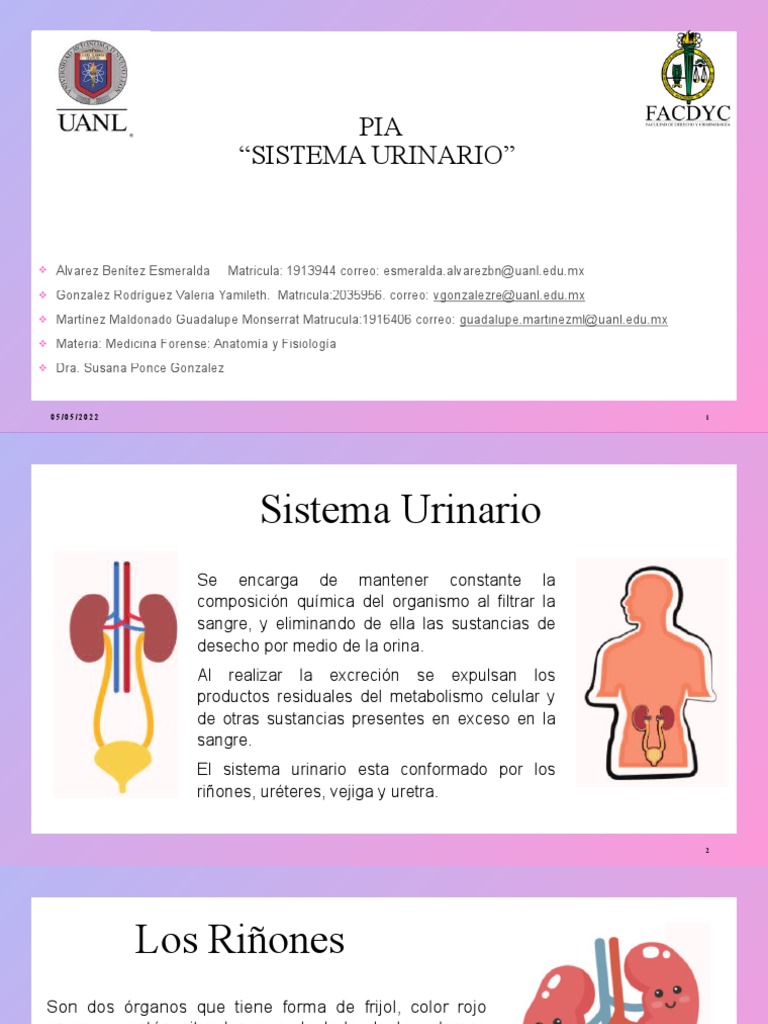 Pia Medicina | PDF | Sistema urinario | Vejiga urinaria