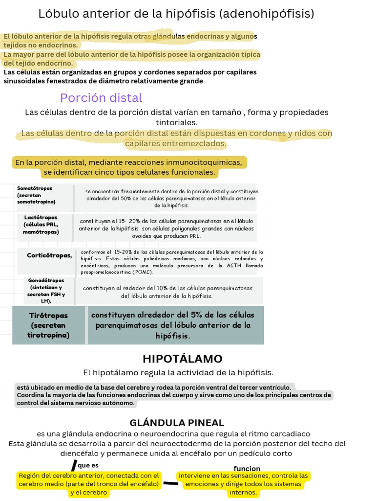 Funciones del Lóbulo Anterior de la Hipófisis | PDF | Glándula ...