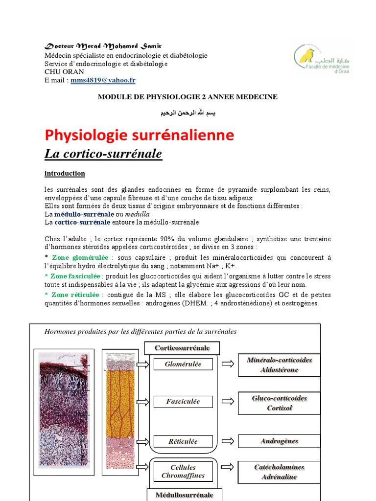 physiologie-des-surr-nales-et-hormones-pdf-noradr-naline-glande