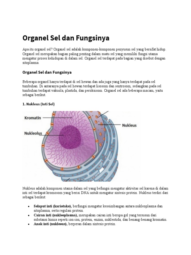 Organel Sel Dan Fungsinya | PDF