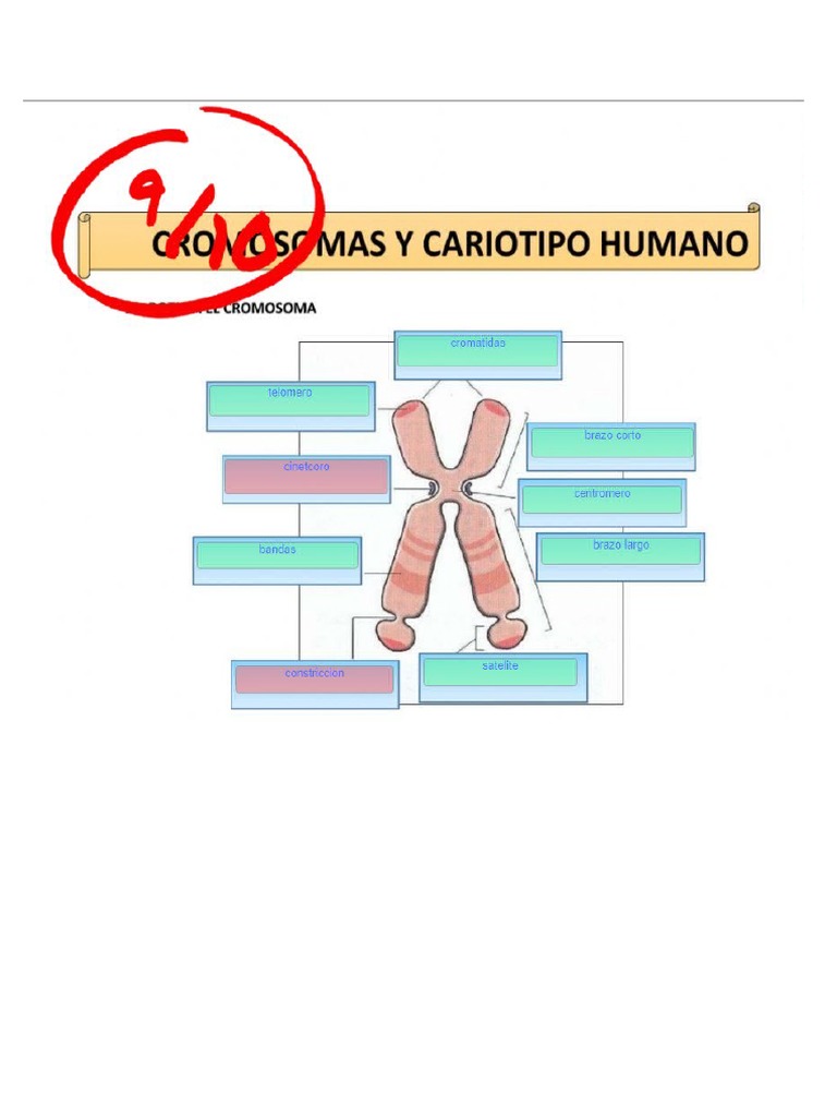 Actividad 4.1 - Cromosomas y Cariotipo Humano | PDF