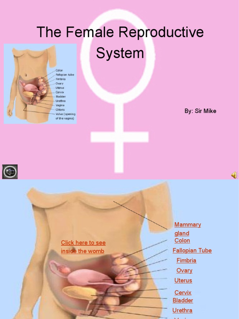 The Female Reproductive System Final 1 | PDF | Uterus | Reproductive System
