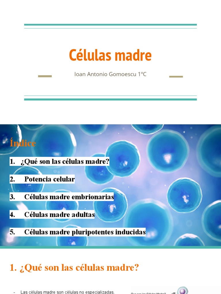 Células Madre | PDF | Célula madre | Potencia celular