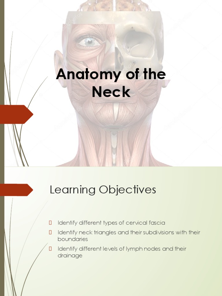 Anatomy of The Neck | PDF | Neck | Common Carotid Artery