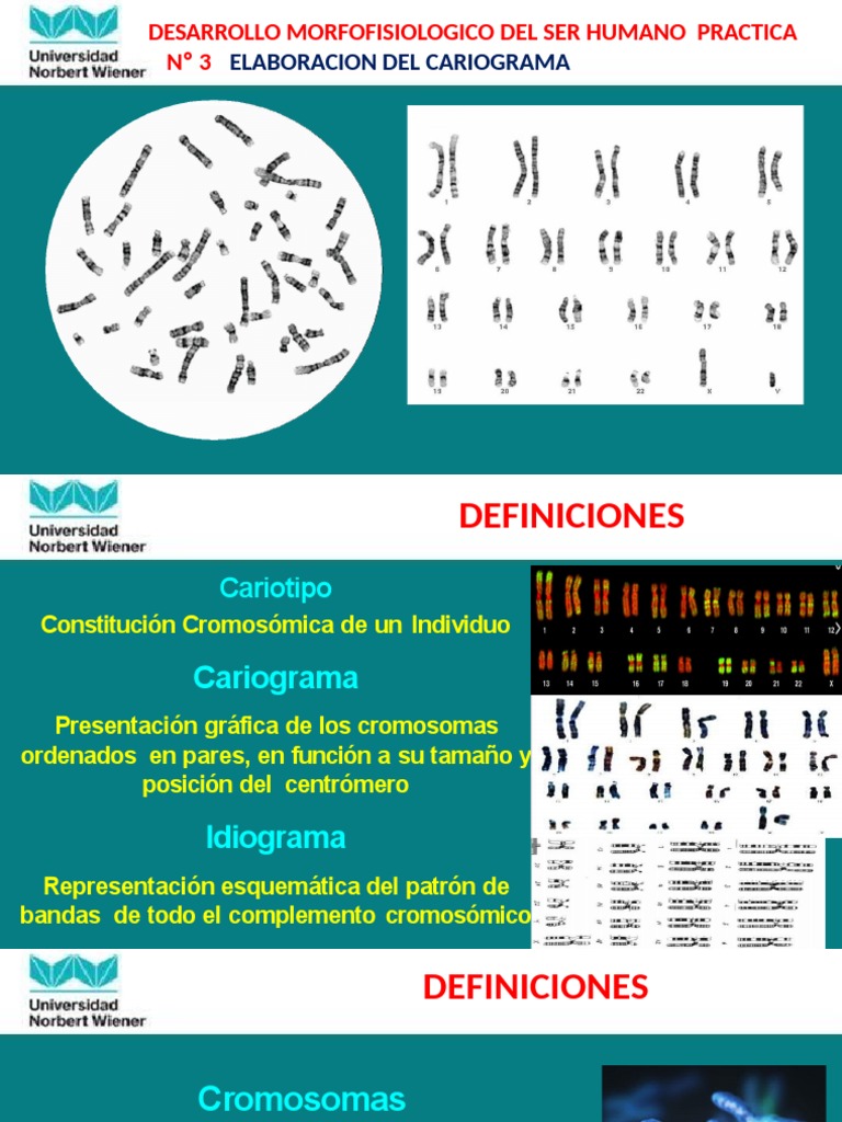 Practica 3 Elaboración Del Cariograma DMSH | PDF | Cromatina | Cromosoma