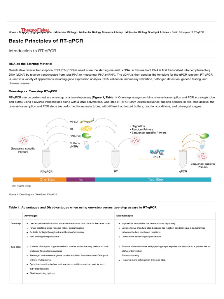 Basic Principles of RT-QPCR - Thermo Fisher Scien | Download Free PDF | Complementary Dna | Real ...