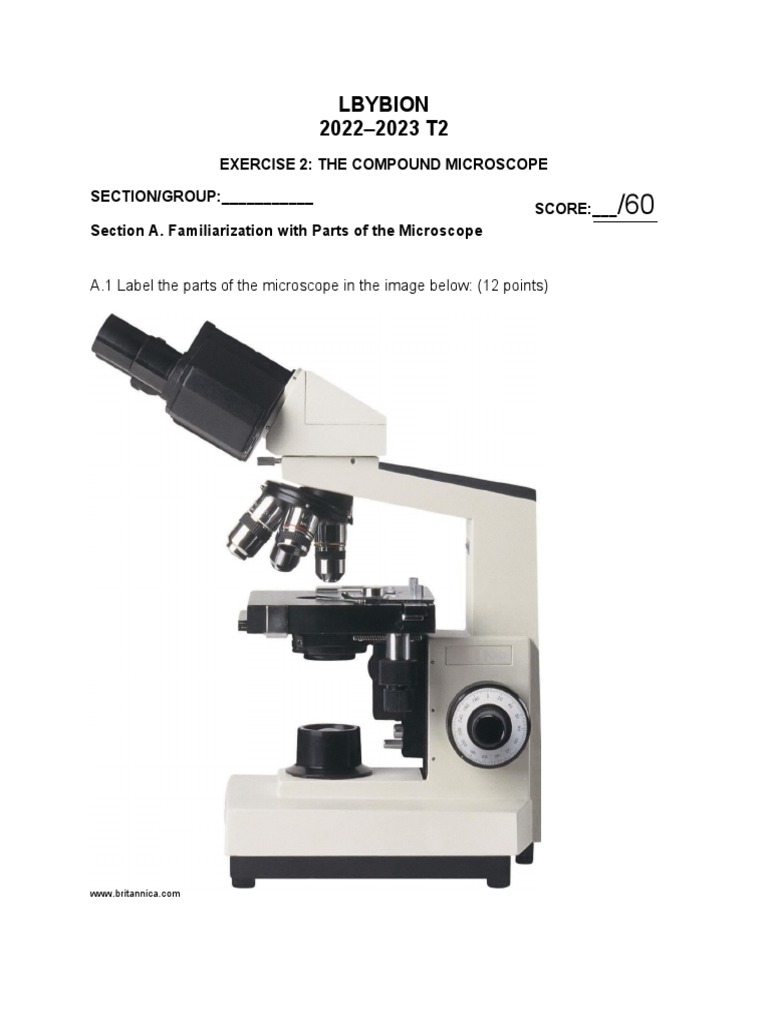 Exercise 2 (Online Version) - The Compound Microscope (Answer Sheet ...