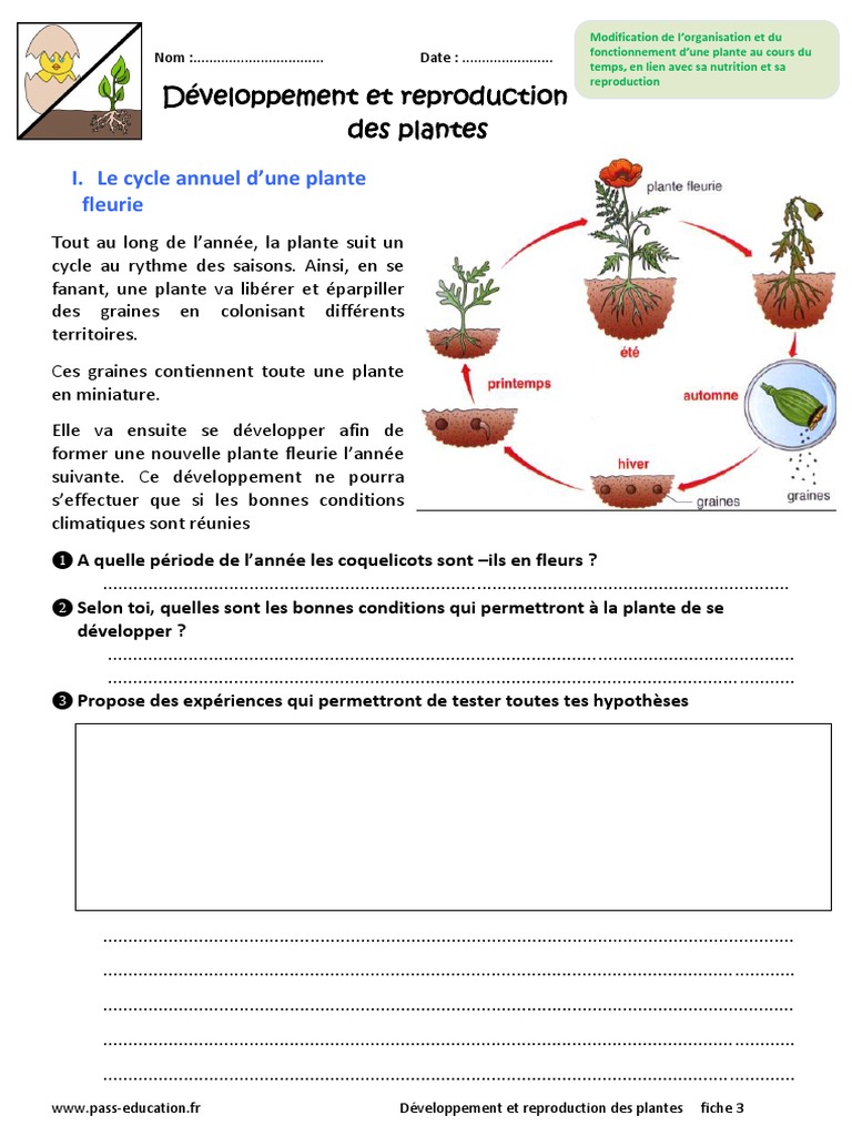 Développement-et-reproduction-des-plantes-6ème-Exercices | PDF ...