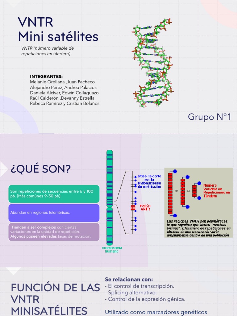 VNTR Minisatelites Grupo 1 Melanie Orellana | PDF