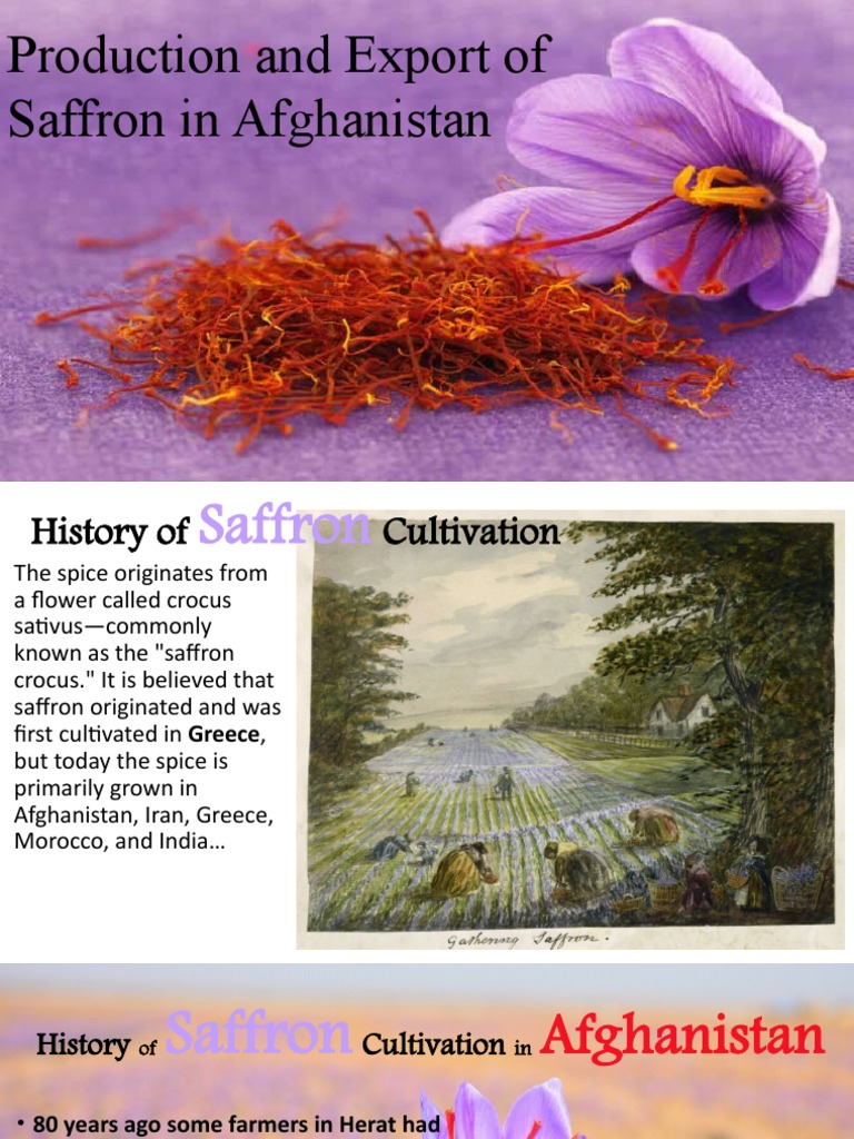 Production and Export of in Afghanistan Saffron | PDF | Afghanistan | Food And Drink