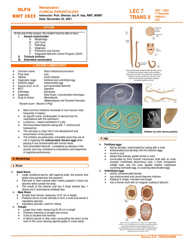Nematodes 1 | PDF | Diseases And Disorders | Gastroenterology