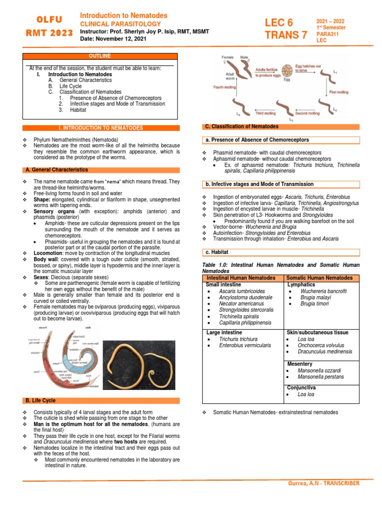 Merge Ab | PDF | Nematode | Staining
