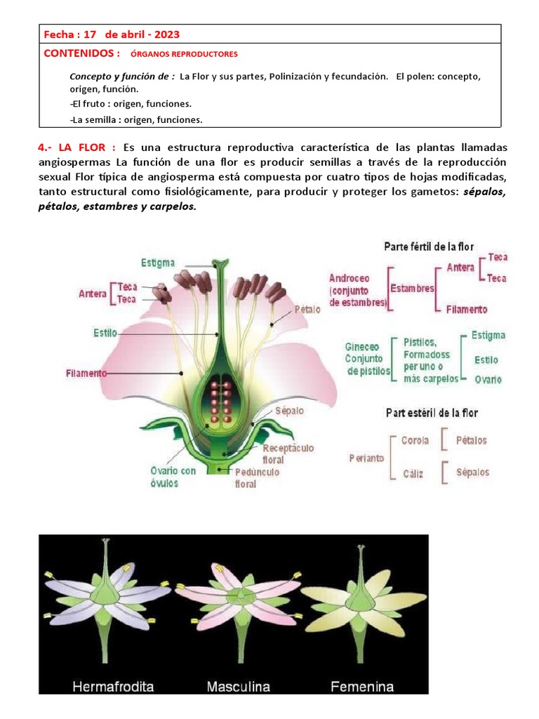 Botanica - Clase3 17 4 23 | PDF | Flores | Técnicas hortícolas