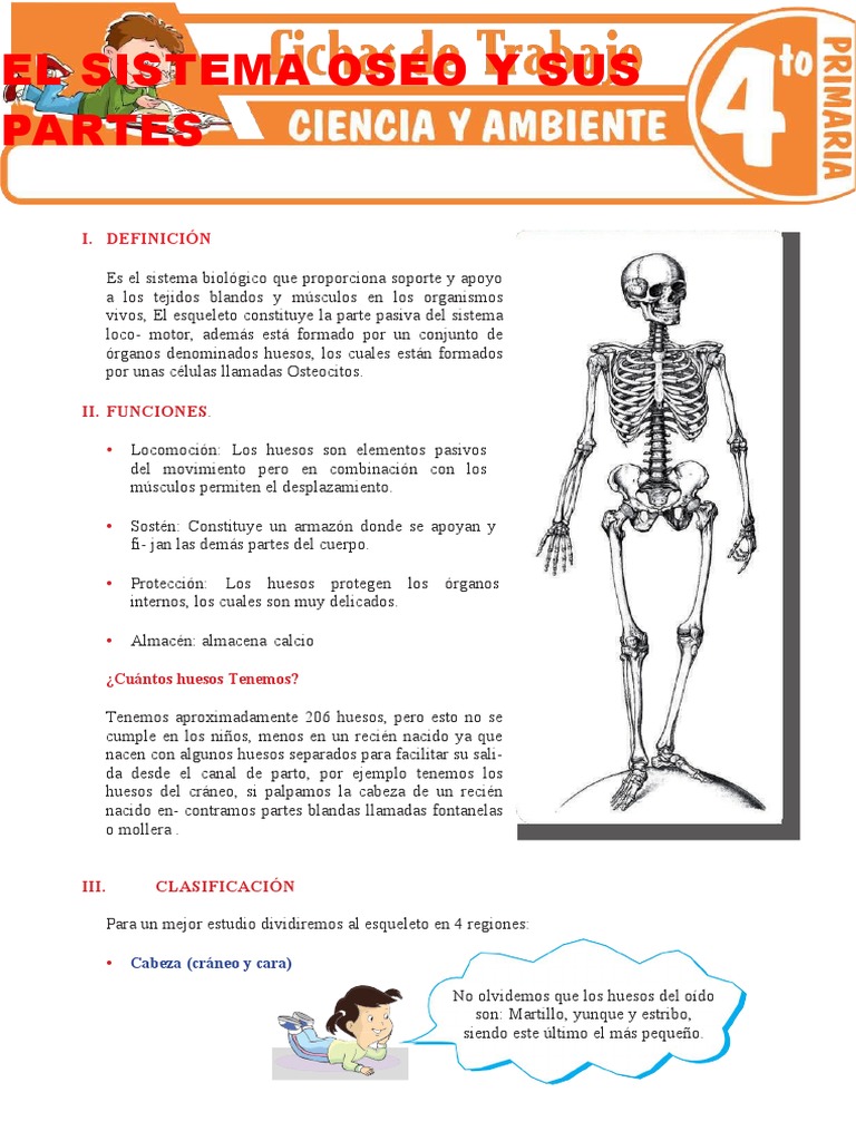 El Sistema Oseo Y Sus Partes Para Cuarto Grado De Primaria Descargar