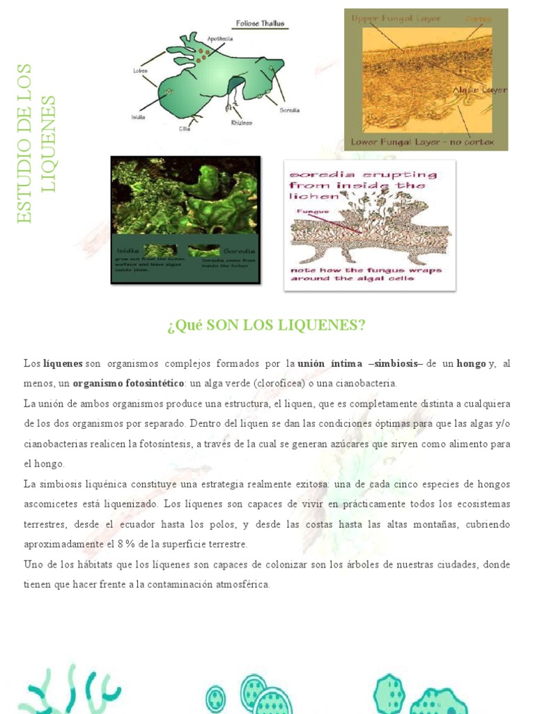 LIQUENES Expo | PDF | Organismos | Naturaleza