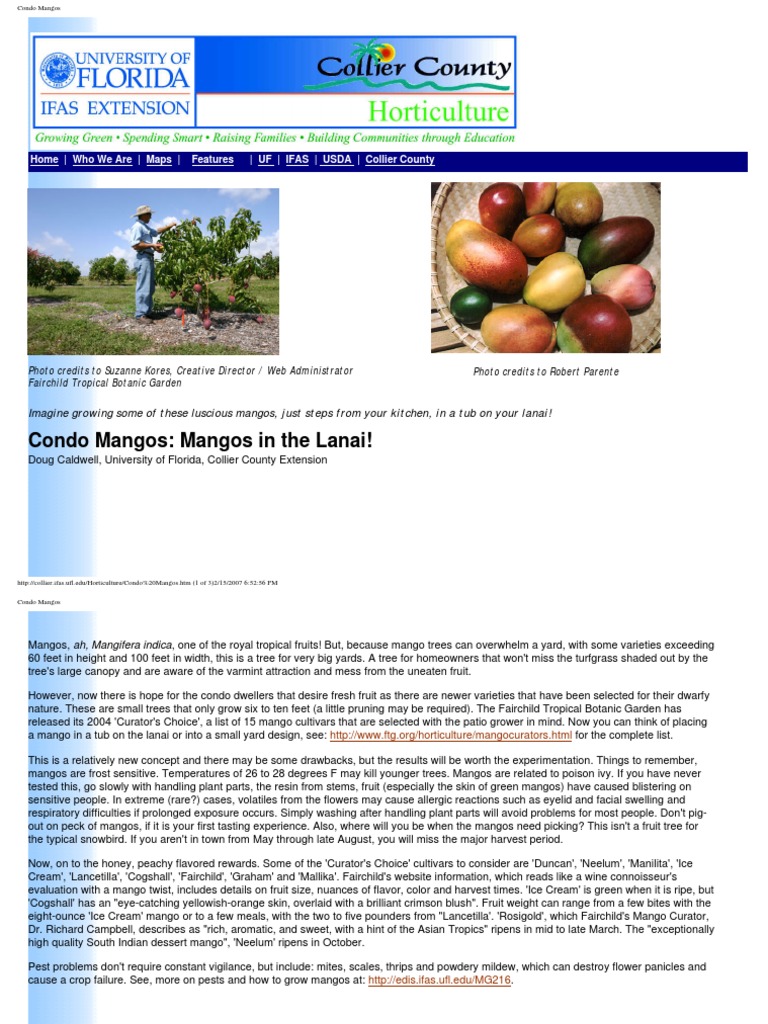 Condo Mango Varieties | PDF | Mango | Pollination