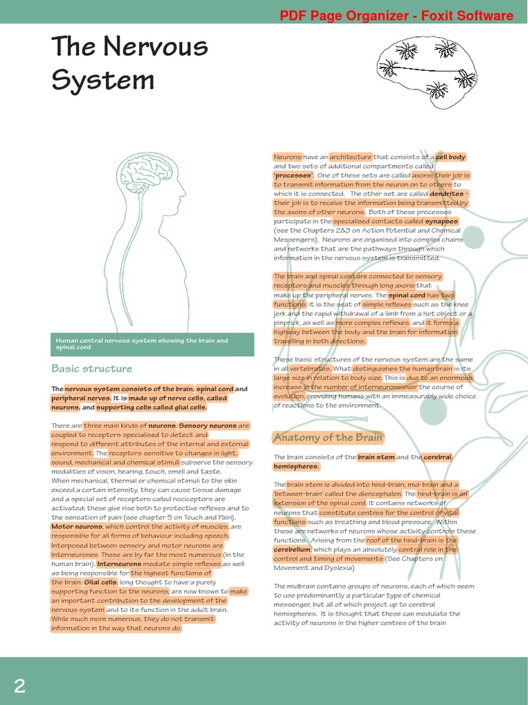 Brain Anatomy | PDF | Nervous System | Brain
