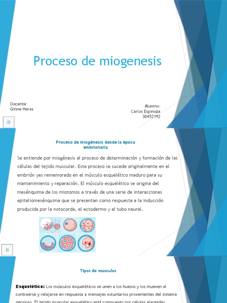 Proceso de Miogenesis | PDF | Músculo | Tejido (biología)
