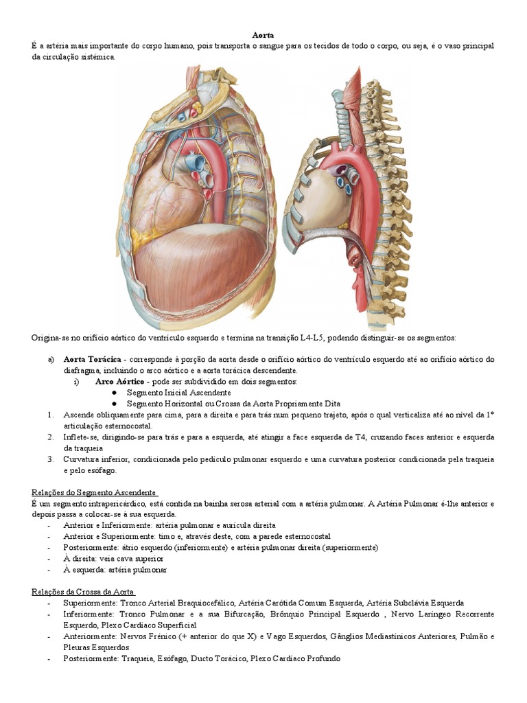 Aorta | PDF | Tórax (anatomia humana) | Angiologia