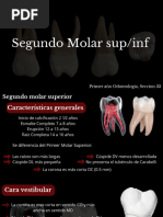 Anatomía del Primer Molar Superior | PDF | Diente | Anatomia dental