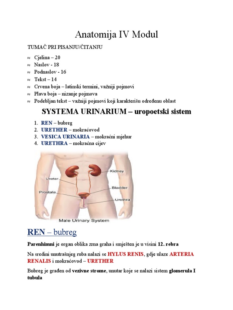 IV Modul Anatomija - 1675691483 | PDF