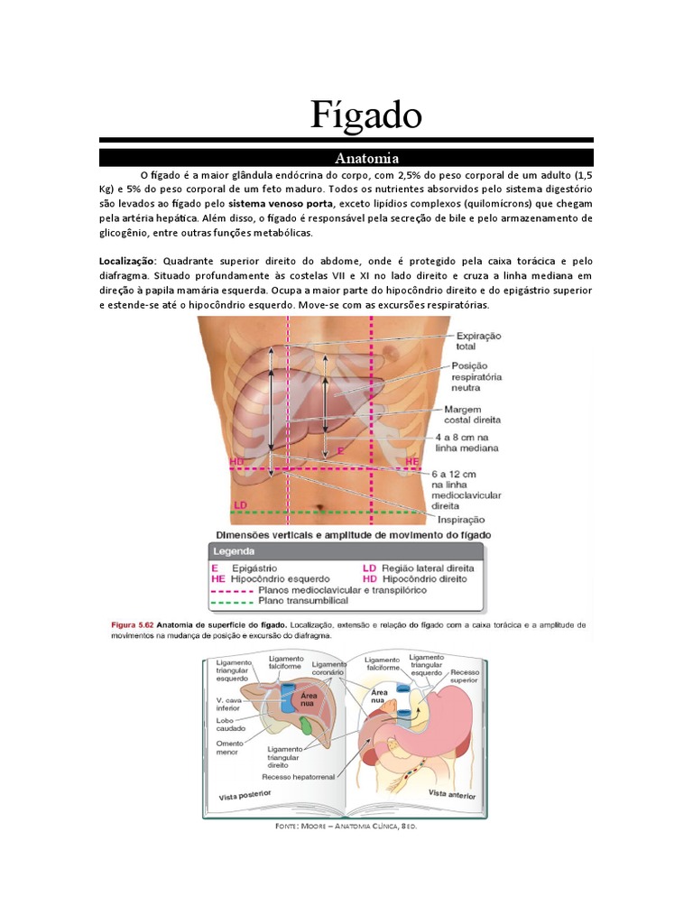 Estudo de Fígado | PDF | Fígado | Bile Estudo de Fígado | PDF | Fígado | Bile