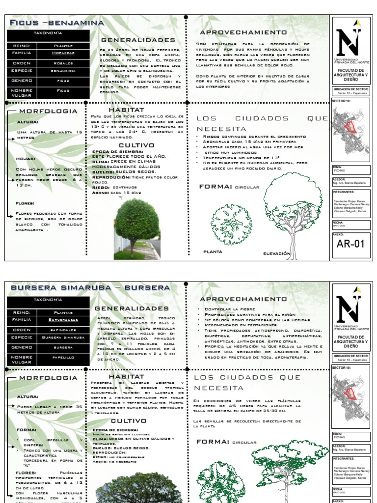 Fichas de Vegetacion | PDF | Coco | Botánica