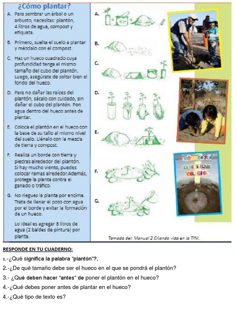 Guía para Plantar un Plantón Correctamente | PDF | Artes del Lenguaje y ...