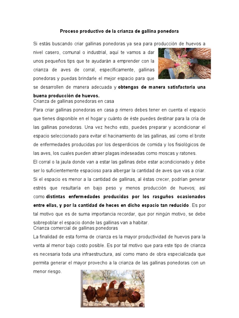 Proceso Productivo de La Crianza de Gallina Ponedora | PDF | Vacas | Leche