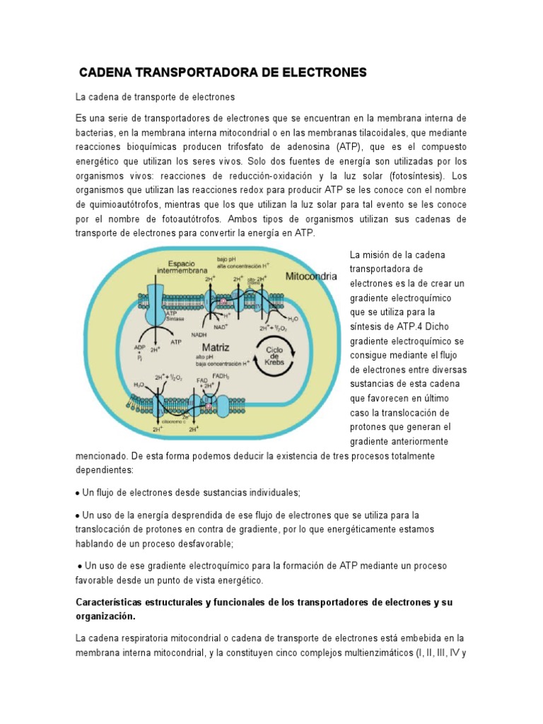 Cadena de Electrones | PDF | Cadena de transporte de electrones | Trifosfato de adenosina