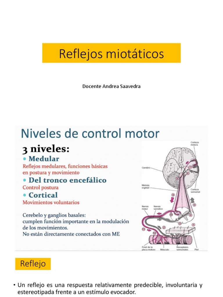 Reflejos Miotáticos | PDF | Neurona | Neurofisiología