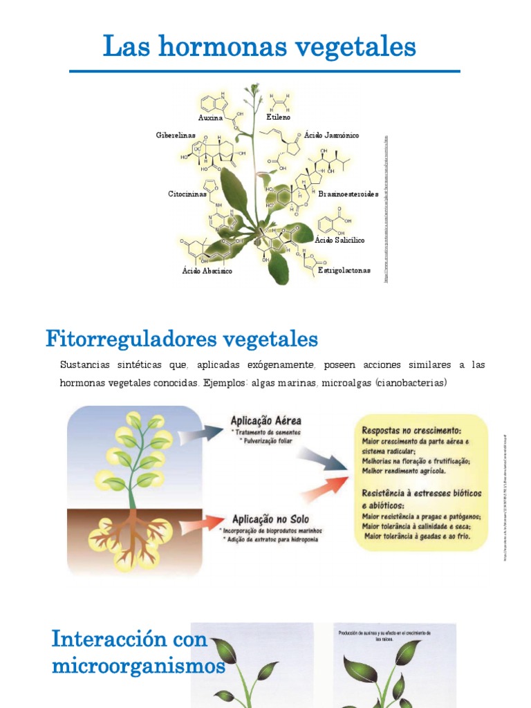Las Hormonas Vegetales-Fiogral I | PDF | Hormona Vegetal | Auxina