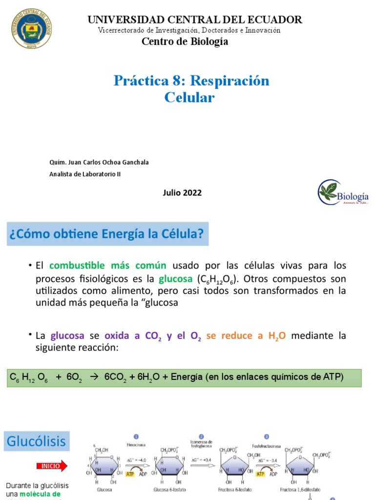 Presentación Respiración Celular | PDF