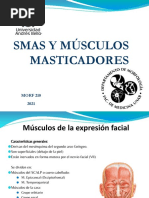 Netter - Anatomía de Cabeza y Cuello para Odontólogos, 3rd Edition Full ...