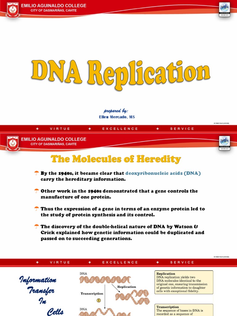 21 DNA Replication 2023 | Download Free PDF | Dna Replication | Dna