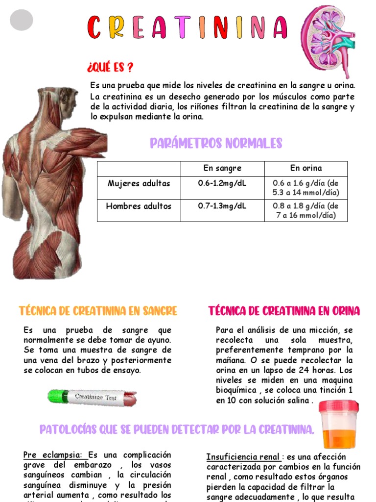 Creatinina Ficha | PDF