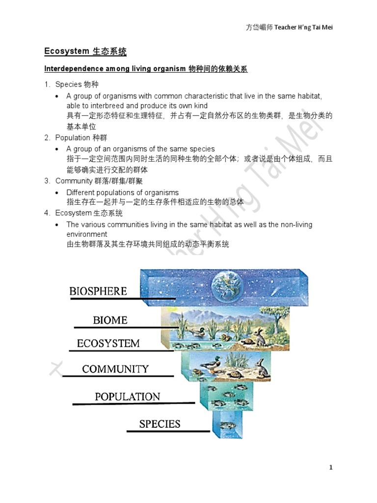 Ecosystem Interactions and Food Chains | PDF | Herbivore | Foods