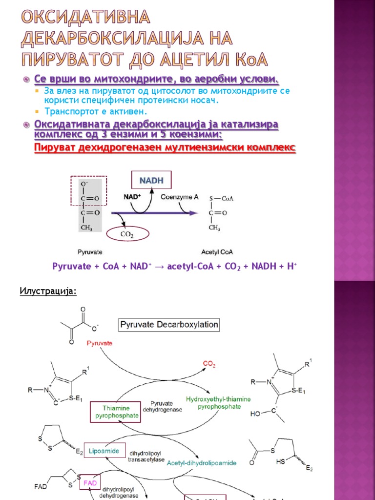 9. Ciklus na limonska kiselina | PDF