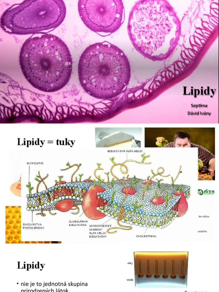 Lipidy | PDF