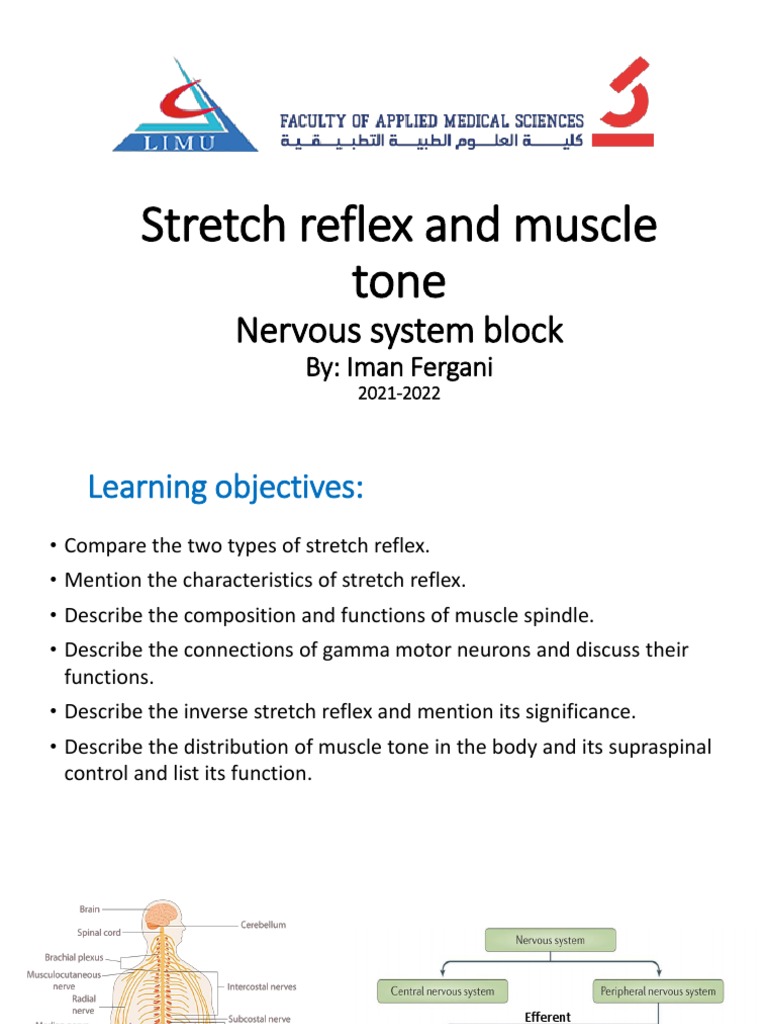 Stretch Reflex and Muscle Tone | PDF | Skeletal Muscle | Motor Neuron