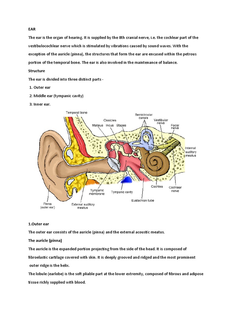 Ear Pdf Ear Hearing