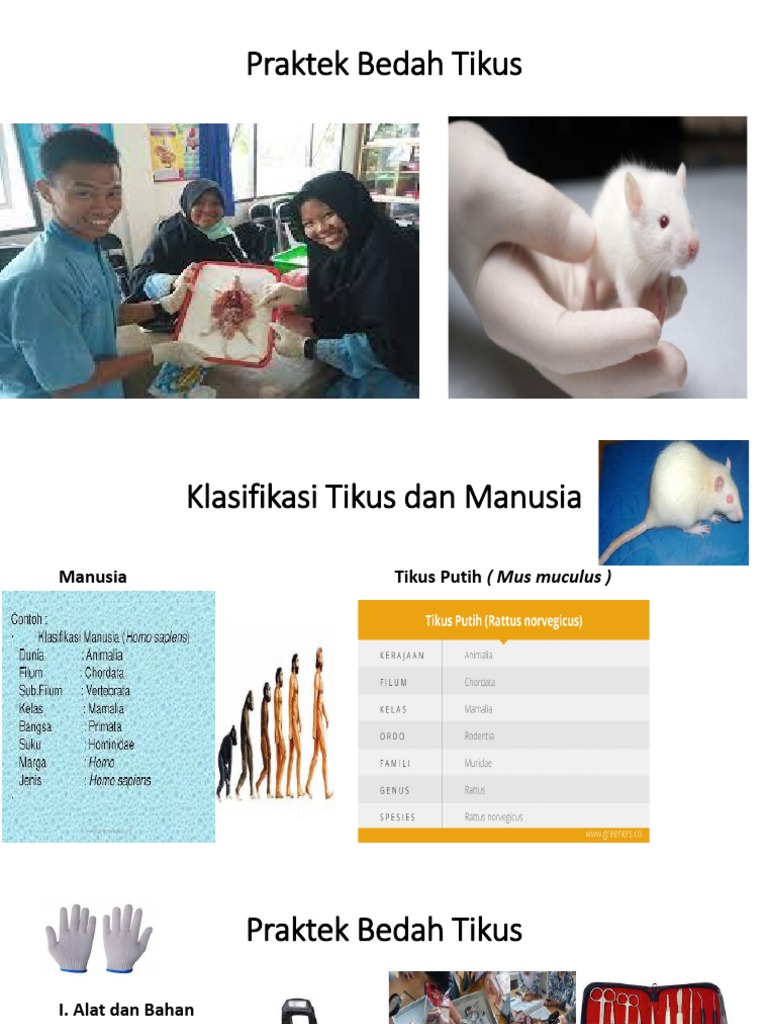 Praktek Bedah Tikus PDF | PDF