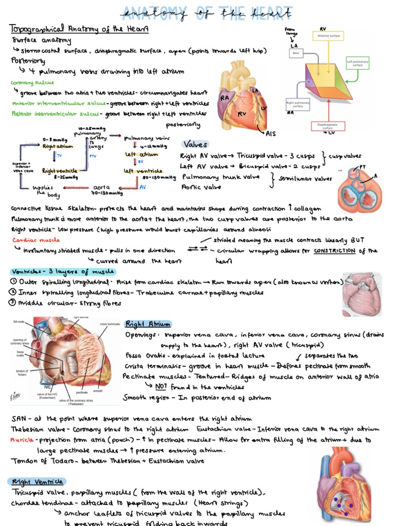 Cardiac Anatomy | PDF | Heart | Atrium (Heart)