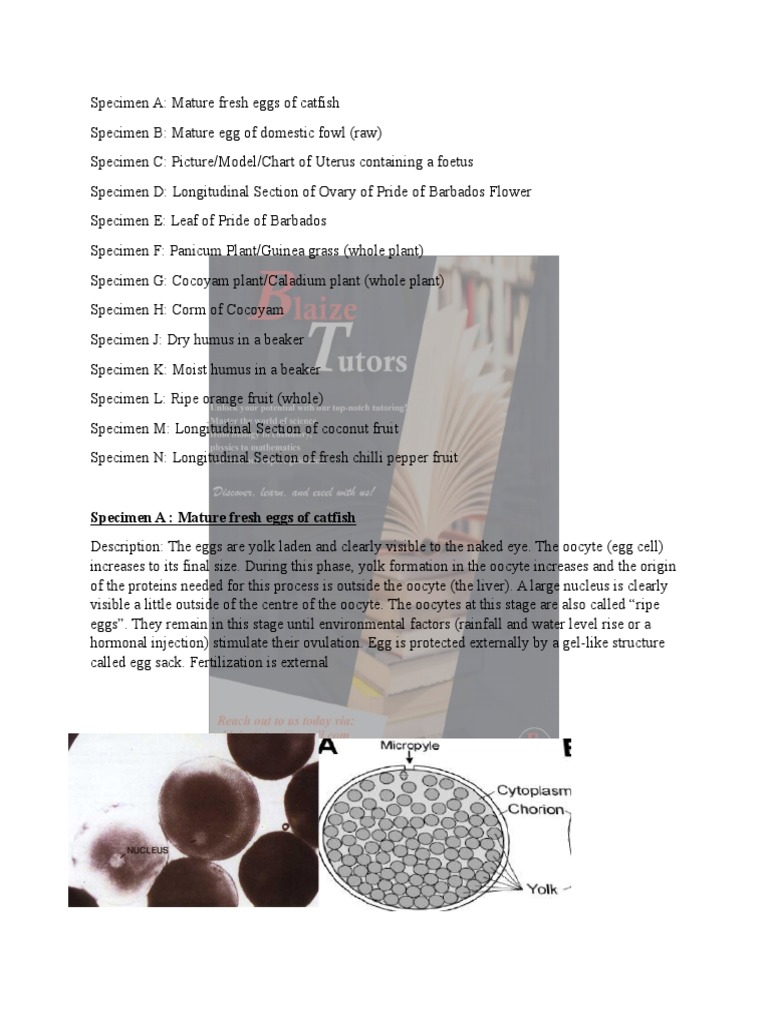 Wassce 2023 Biology Practical | PDF | Leaf | Fruit