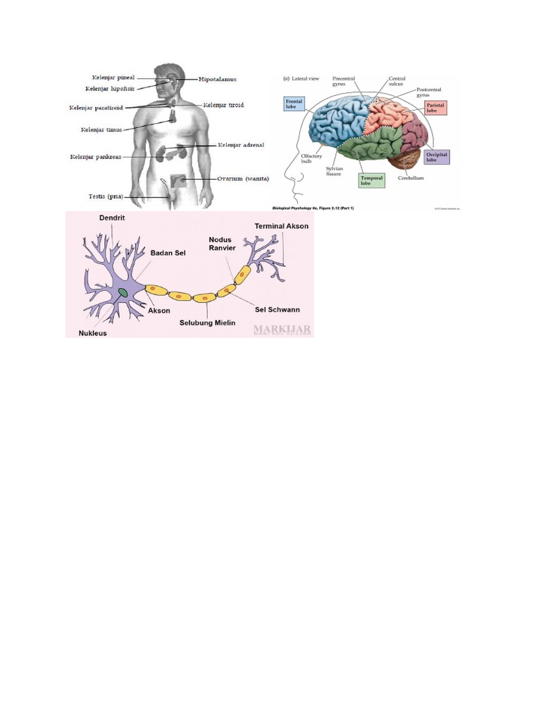 Penyakit Koordinasi dan Penanganannya | PDF