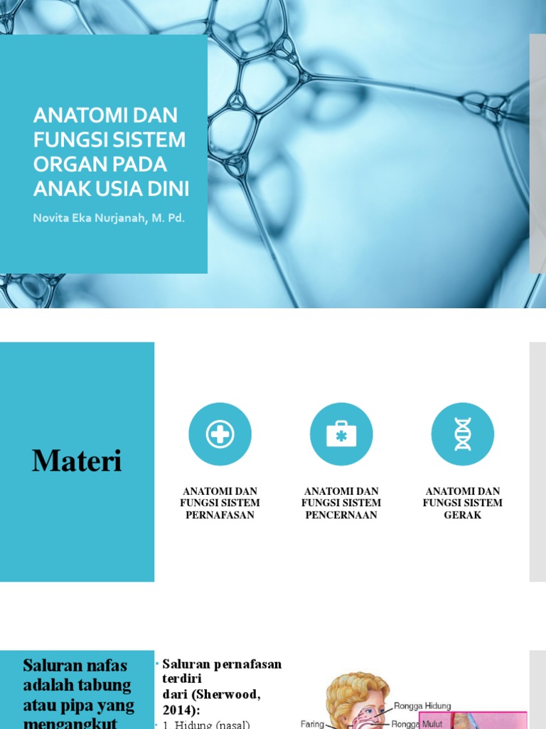Anatomi Dan Fungsi Sistem Organ Pada Anak Usia Dini | PDF